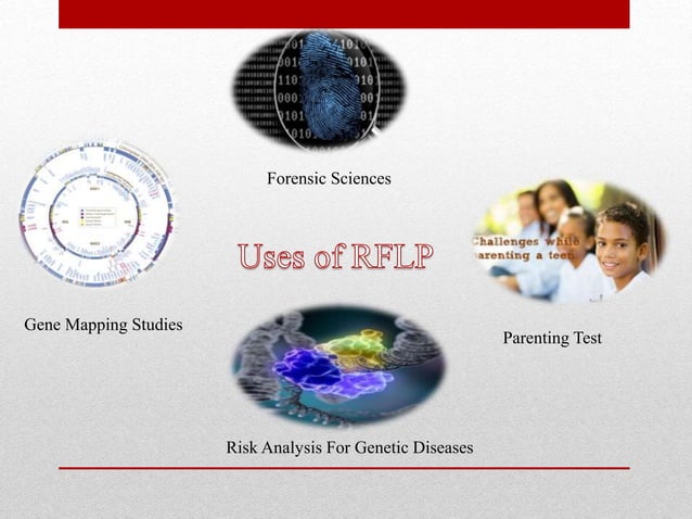 RFLP ,RAPD ,AFLP, STS, SCAR ,SSCP & QTL | PPTX | Genetics | Science