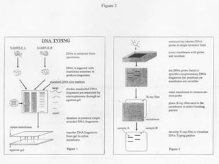 Restriction Fragment Length Polymorphism Process