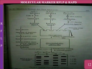 RFLP & RAPD | PPTX
