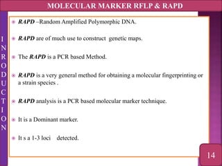 RFLP & RAPD | PPTX