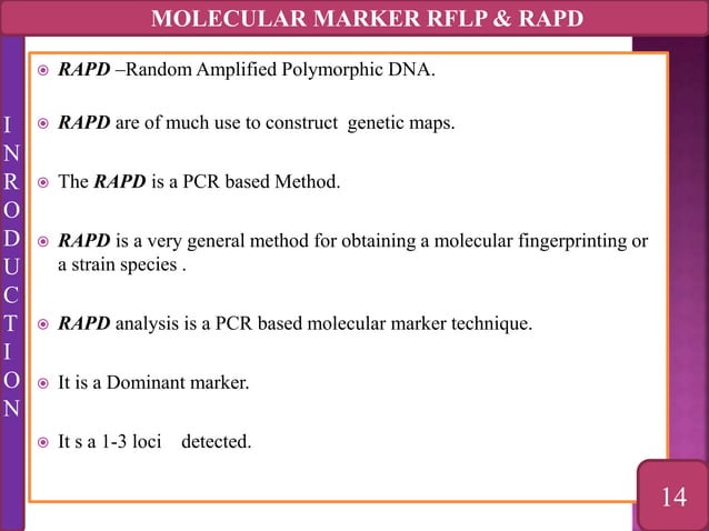 RFLP & RAPD | PPTX | Genetics | Science