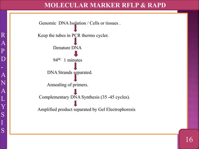 RFLP & RAPD | PPTX | Genetics | Science
