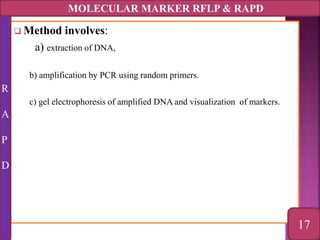 RFLP & RAPD | PPTX | Genetics | Science