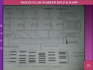 RFLP & RAPD | PPTX