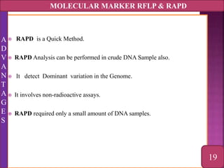 RFLP & RAPD | PPTX