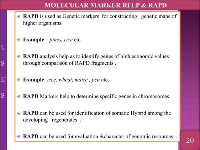 RFLP & RAPD | PPTX | Genetics | Science
