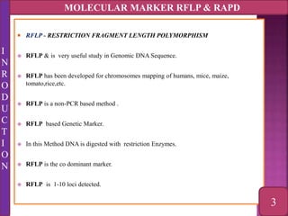 RFLP & RAPD | PPTX