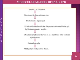 RFLP & RAPD | PPTX