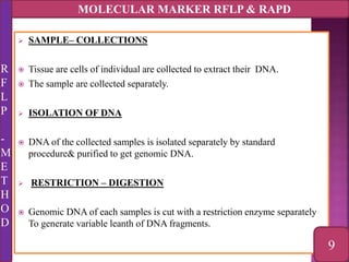 RFLP & RAPD | PPTX