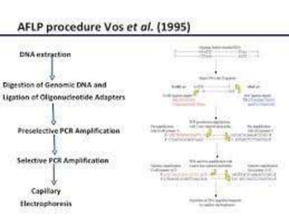 Rflp,rapd&aflp | PPT