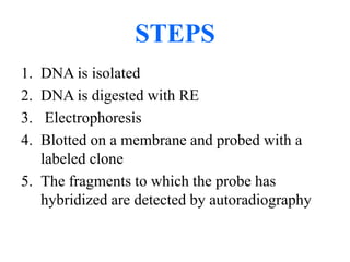 Rflp,rapd&aflp | PPT