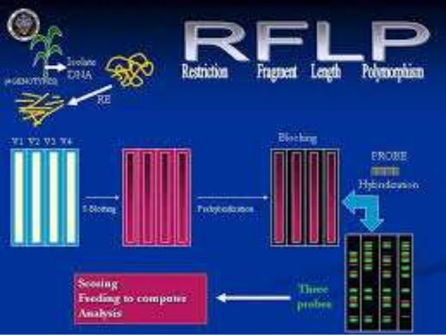 Rflp,rapd&aflp