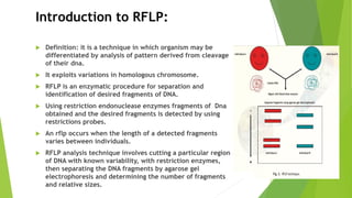 Restriction Fragment Length Polymorphism Process