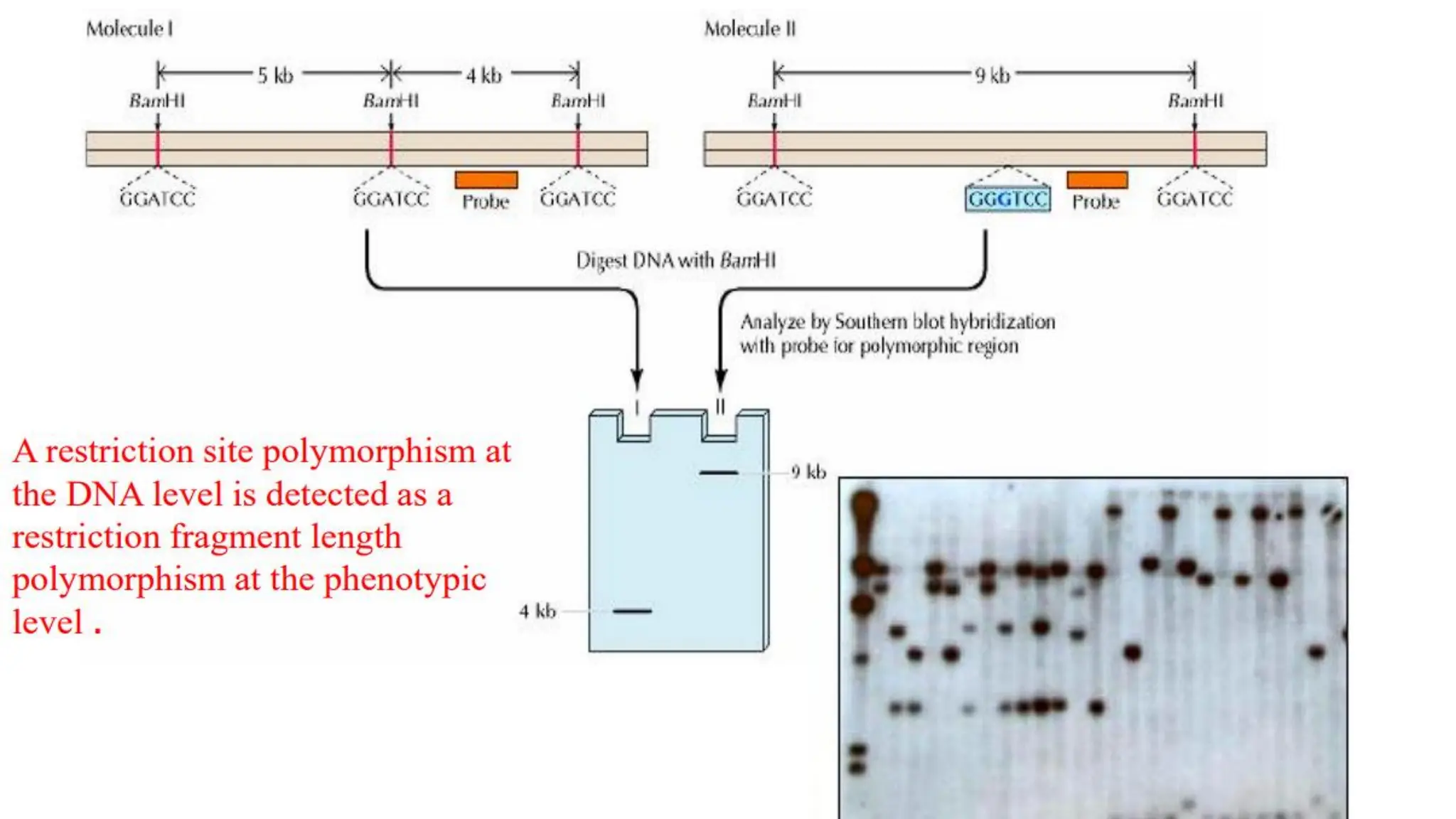 Rflps Restriction Fragment Length Polymerasepdf