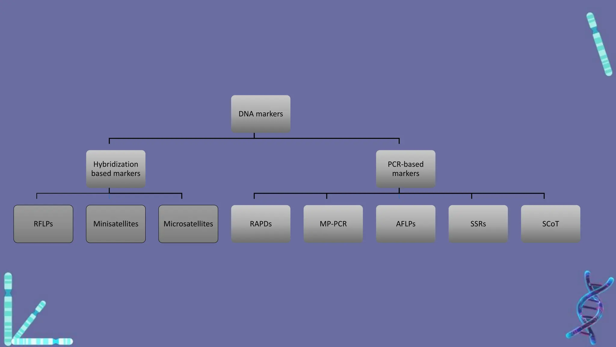 Rflps Restriction Fragment Length Polymerasepdf