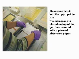 Rflp technology | PPT