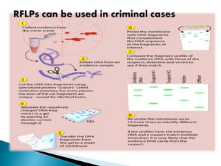 Rflp technology | PPT