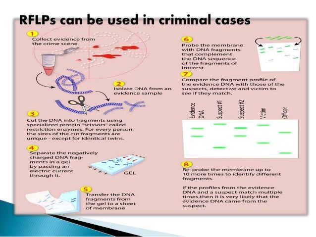 Images of RFLP - JapaneseClass.jp