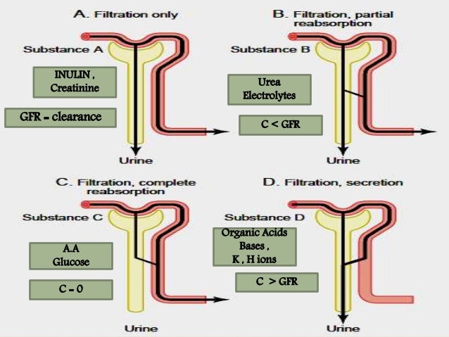 Renal funcion test