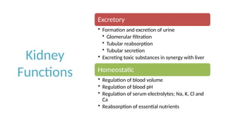 RFT.pptx Renal function tests are divided into the following Urine ...
