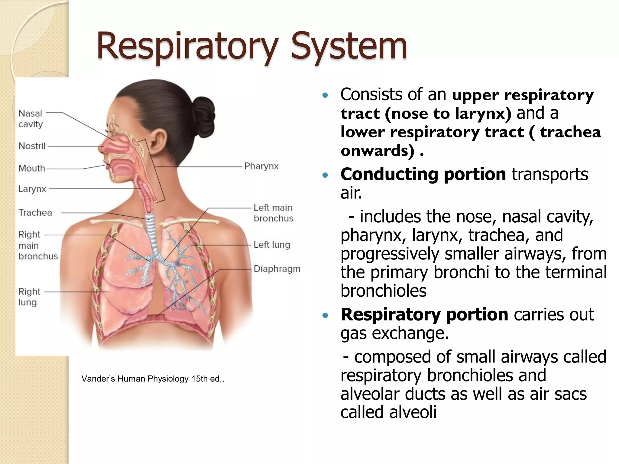 Respiratory System - Human Anatomy and Physiology bPharm | PDF