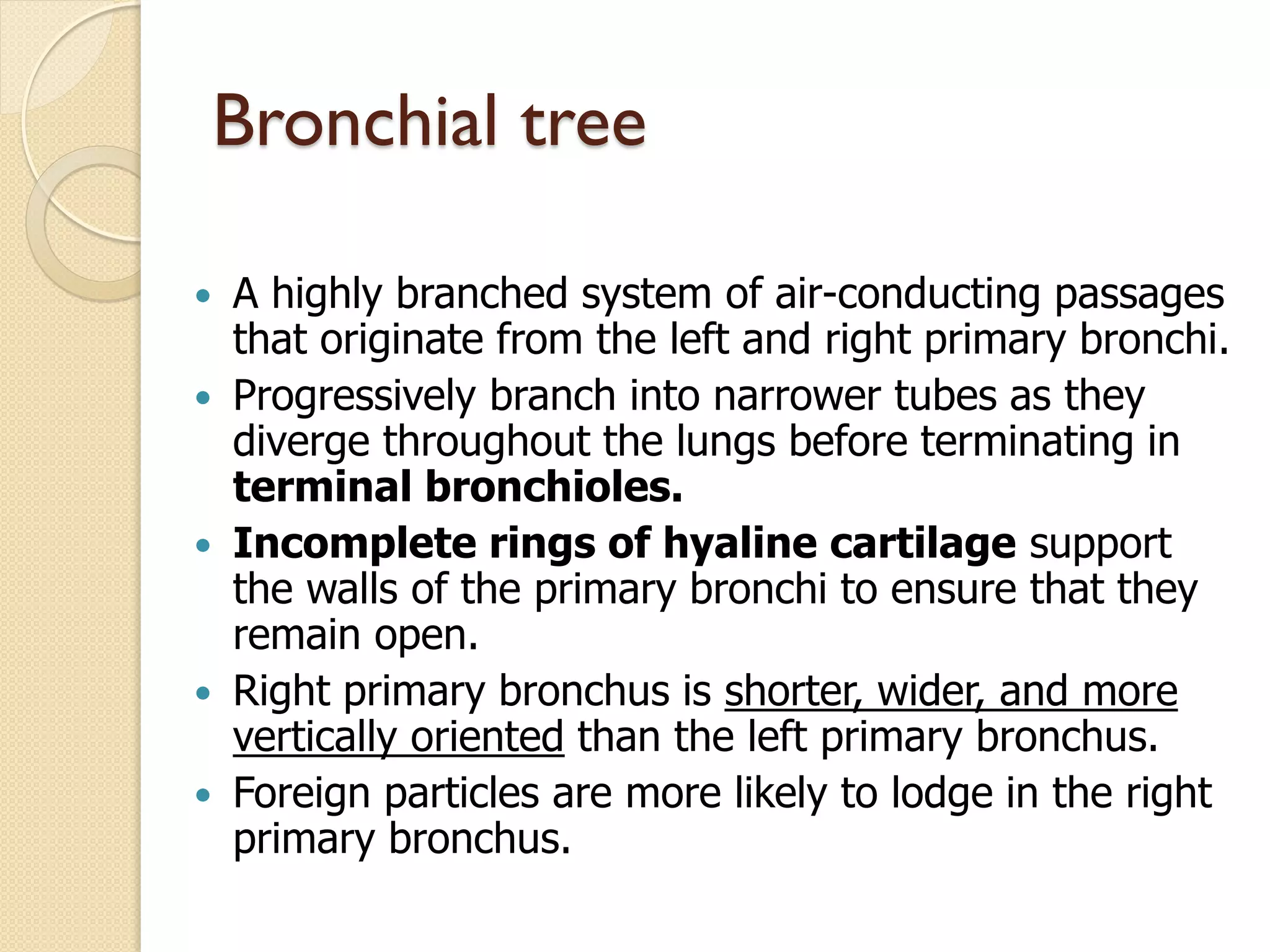 Respiratory System - Human Anatomy and Physiology bPharm | PDF