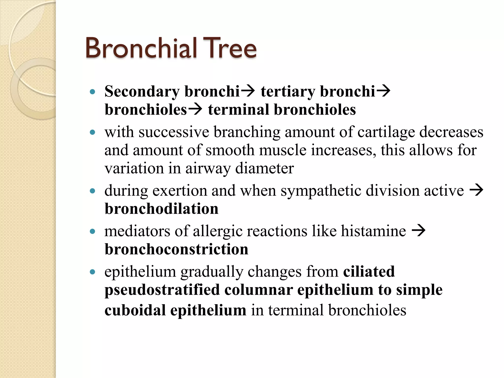 Respiratory System - Human Anatomy and Physiology bPharm | PDF