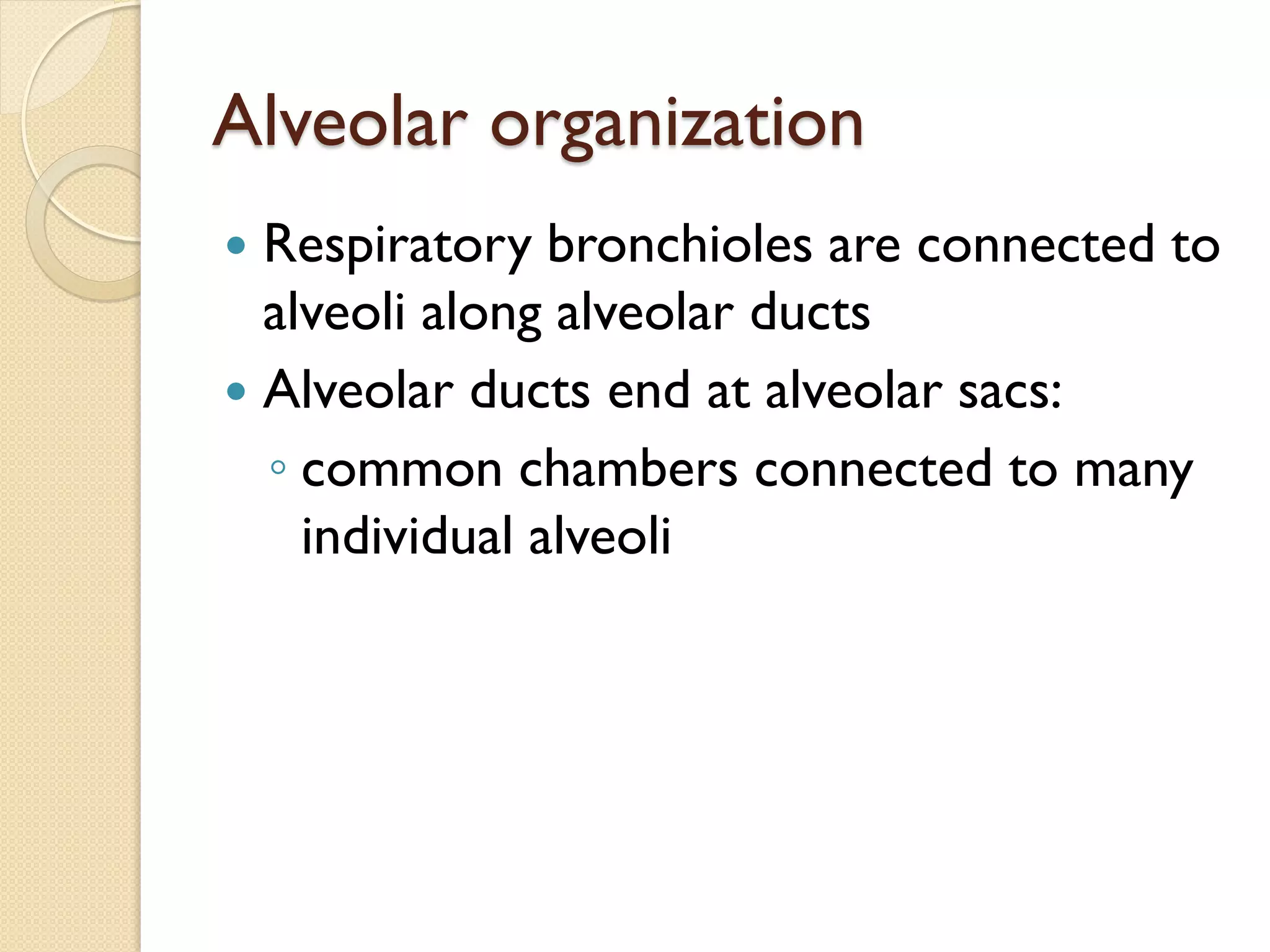 Respiratory System - Human Anatomy and Physiology bPharm | PDF