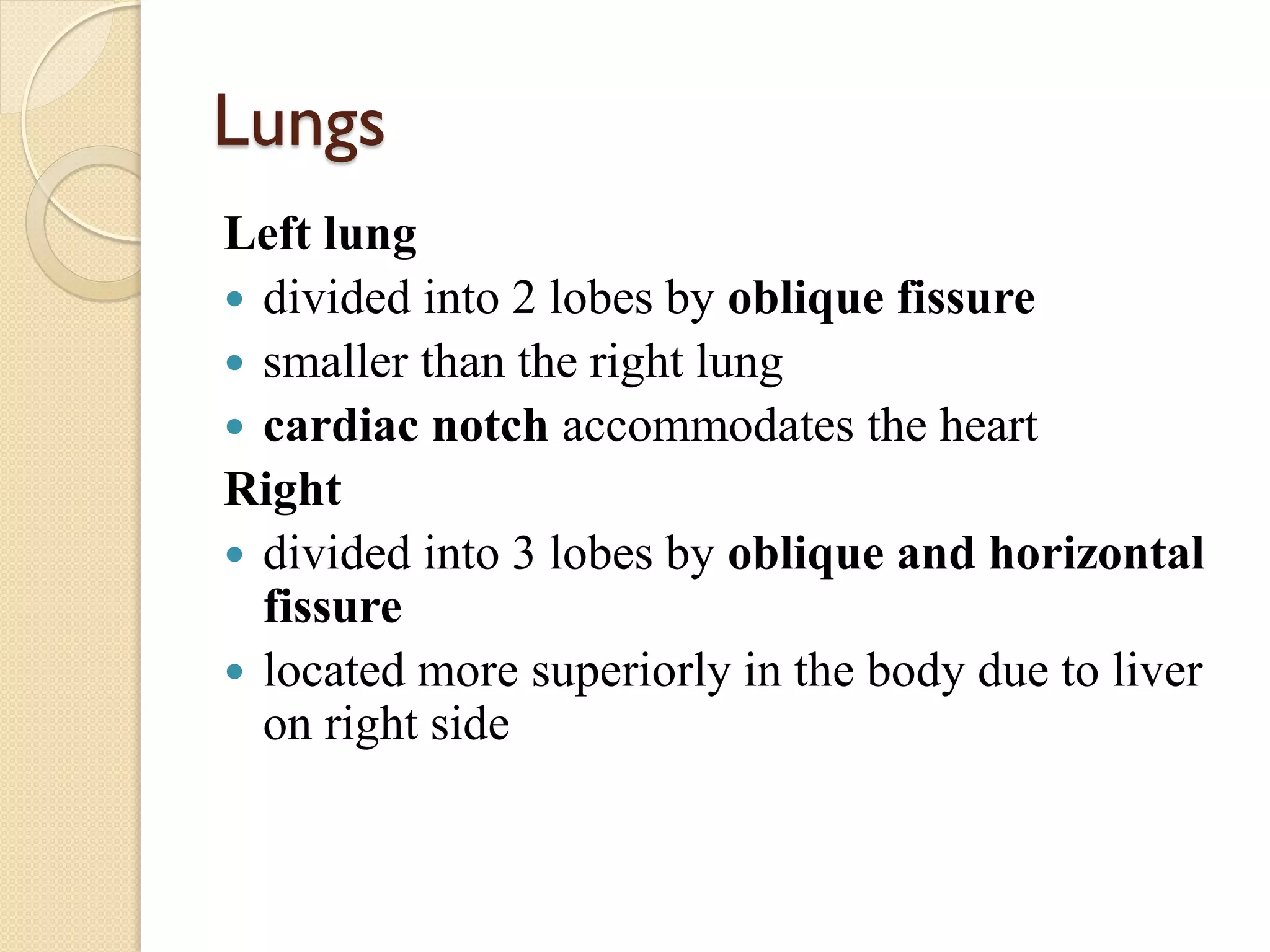 Respiratory System - Human Anatomy and Physiology bPharm | PDF