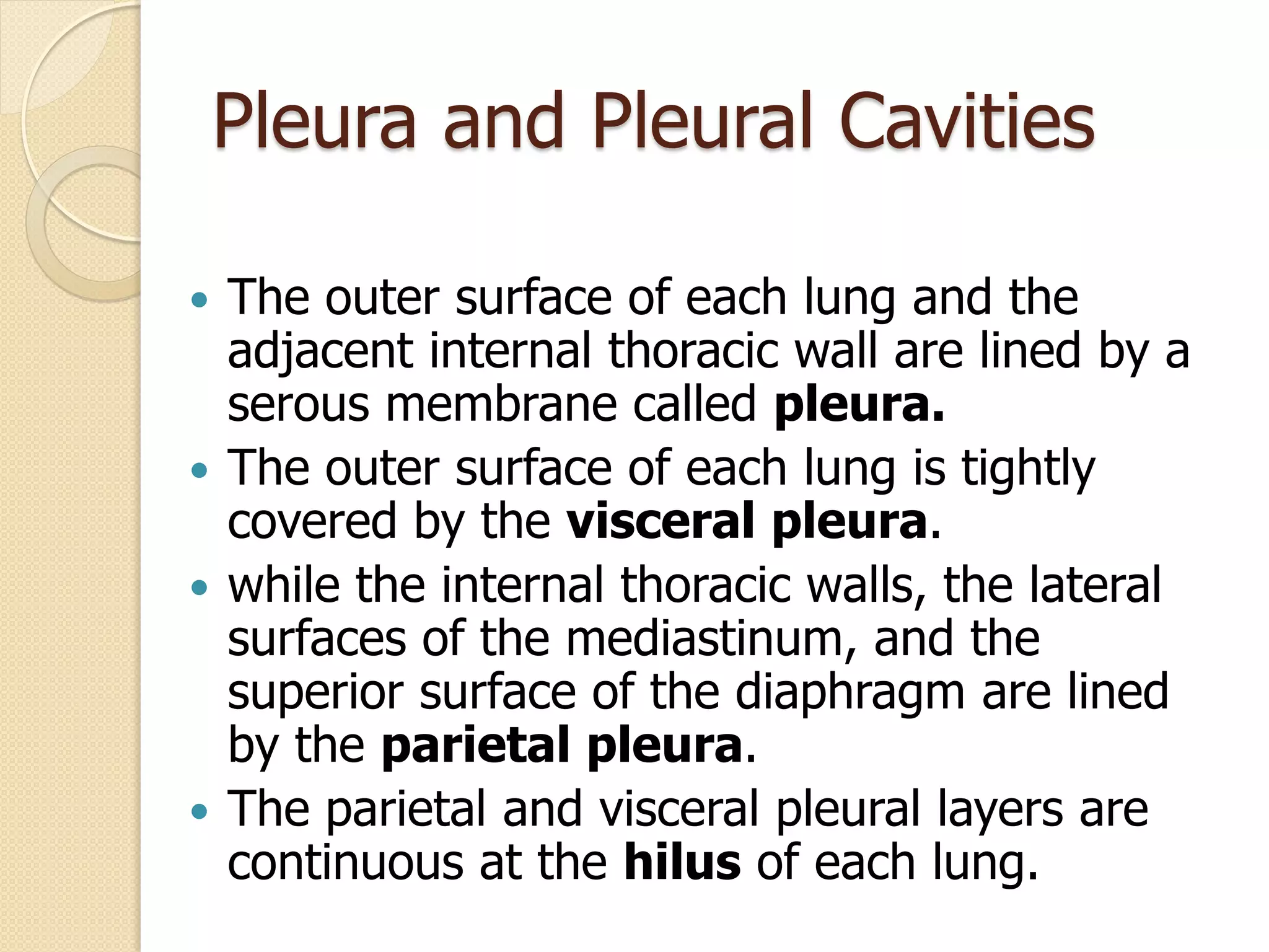 Respiratory System - Human Anatomy and Physiology bPharm | PDF