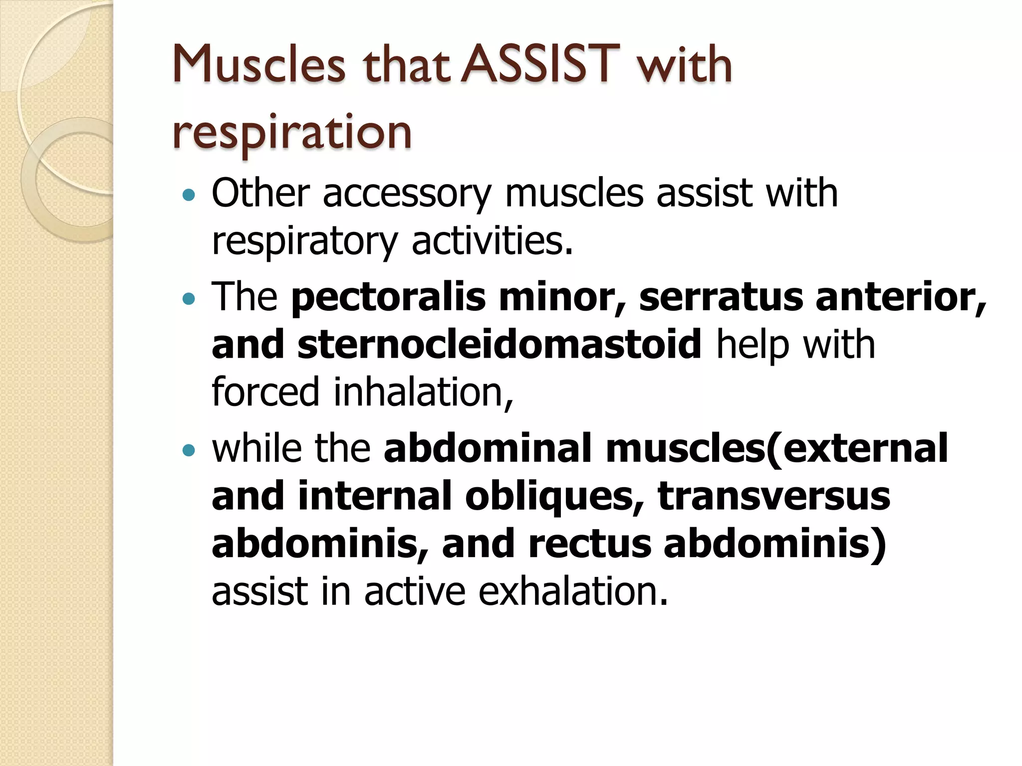 Respiratory System - Human Anatomy and Physiology bPharm | PDF