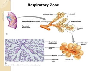 Respiratory System - Human Anatomy and Physiology bPharm | PDF