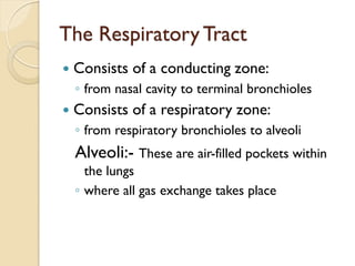 Respiratory System - Human Anatomy and Physiology bPharm | PDF