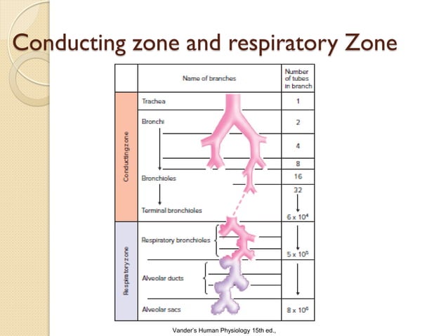 Respiratory System - Human Anatomy and Physiology bPharm | PDF
