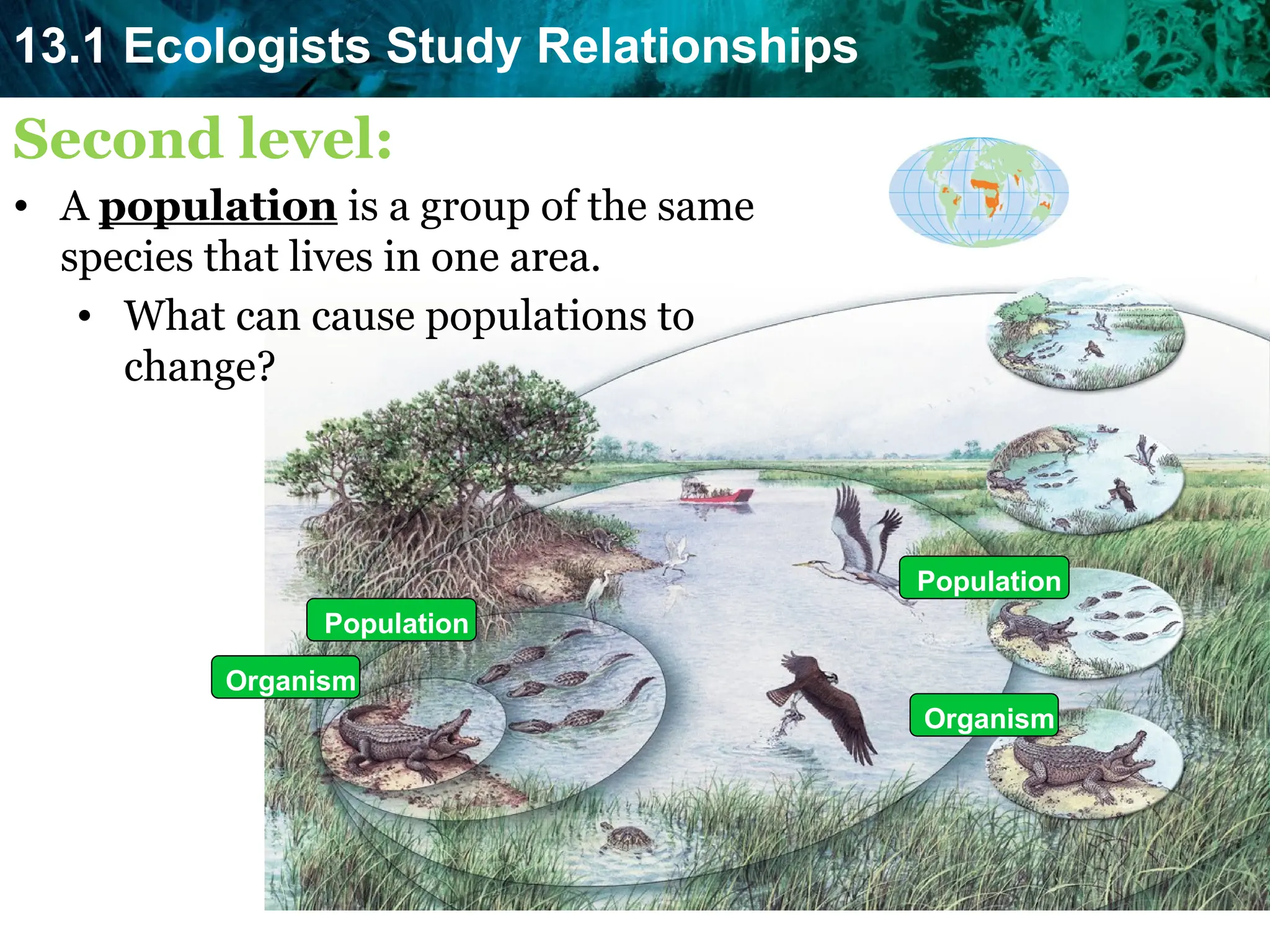 Ecologists Study Relationship_PowerPoint.ppt.pptx