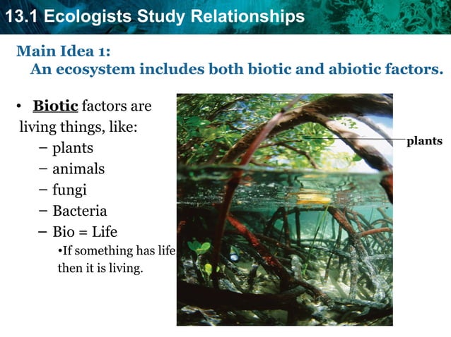 Ecologists Study Relationship_PowerPoint.ppt.pptx | Biological Sciences ...