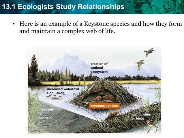 Ecologists Study Relationship_PowerPoint.ppt.pptx