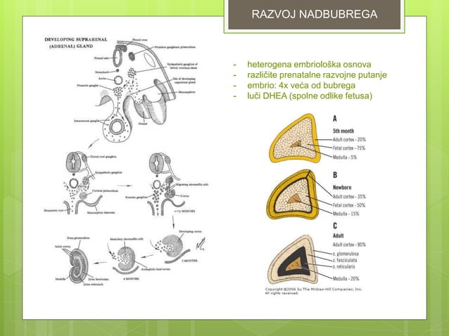 Poremećaji funkcije nadbubrežne žlijezde | PPTX