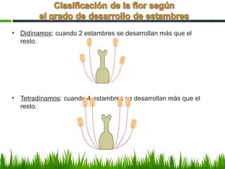 Órgano de la flor: Androceo | PPT
