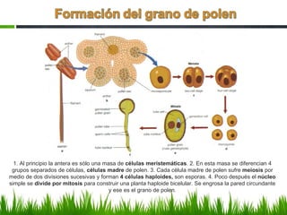 Órgano de la flor: Androceo | PPT