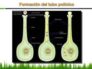 Órgano de la flor: Androceo | PPT