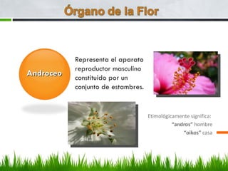 Órgano de la flor: Androceo | PPT