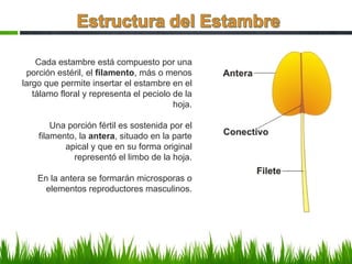 Órgano de la flor: Androceo | PPT