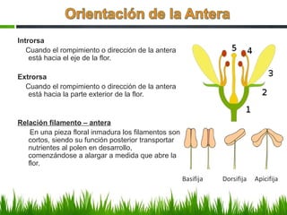 Órgano de la flor: Androceo | PPT