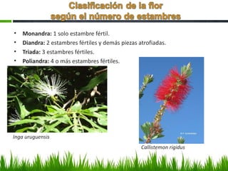 Órgano de la flor: Androceo | PPT