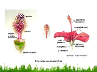 Órgano de la flor: Androceo | PPT