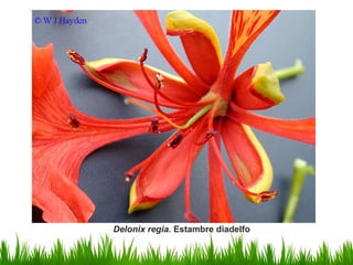 Órgano de la flor: Androceo | PPT