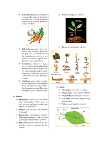 óRganos de-las-plantas-para-segundo-grado-de-secundaria | PDF