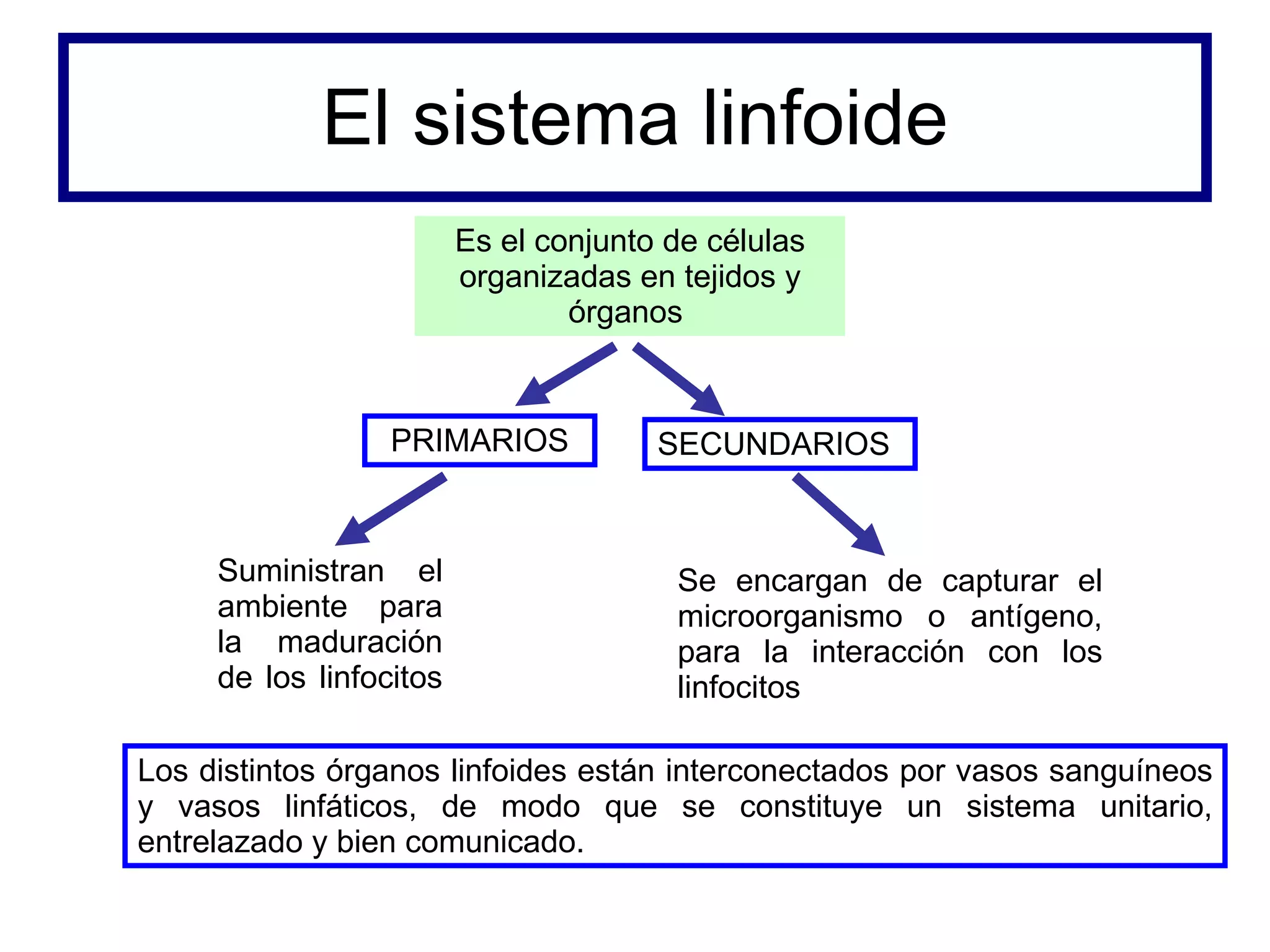 óRganos Del Sistema Linfoide | PPT