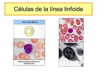 óRganos Del Sistema Linfoide | PPT